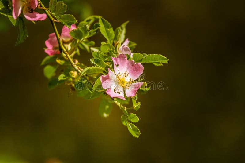 Beautiful Wild Rose Bush Blooming in a Meadow Stock Image - Image of ...