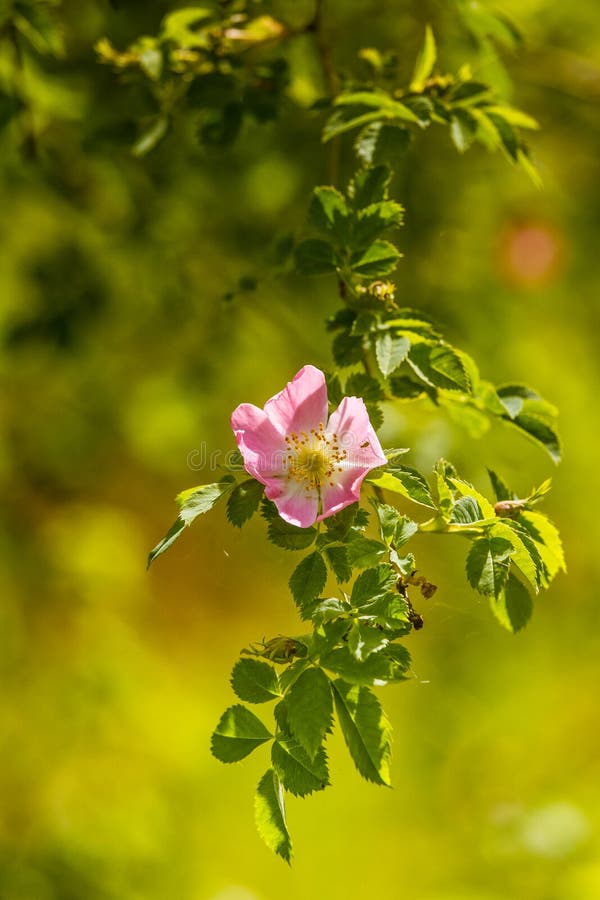 Beautiful Wild Rose Bush Blooming in a Meadow Stock Image - Image of ...