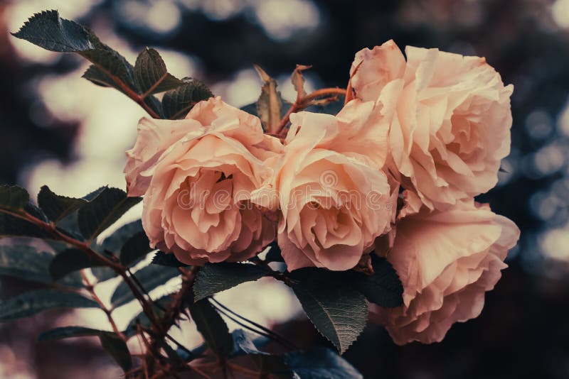 Beautiful Wild Rose Bush with Roses in Autumn. Creative Processing ...