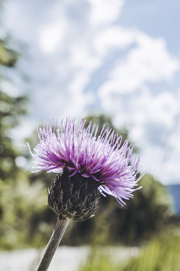 Beautiful Wild Rose Flower in a Field Stock Image - Image of summer ...
