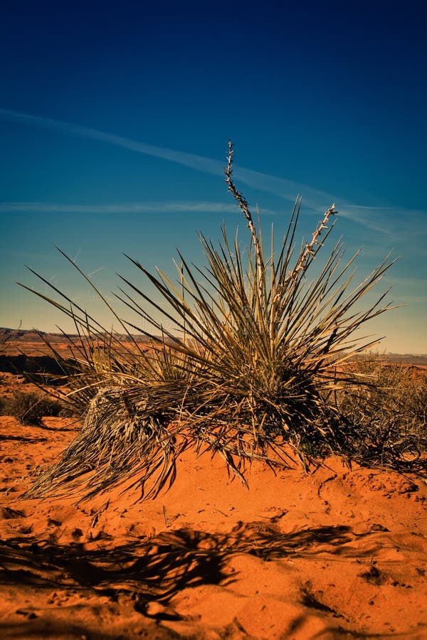 Wild scenery in Utah stock photo. Image of nature, vegetation - 95901628