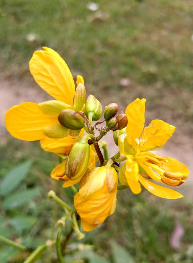 412 Wild Senna Stock Photos - Free & Royalty-Free Stock Photos from ...