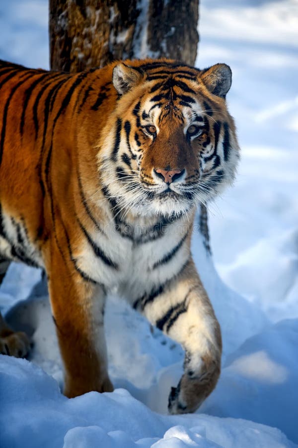 Siberian Tiger Snow Roar Stock Photos - Free & Royalty-Free Stock ...