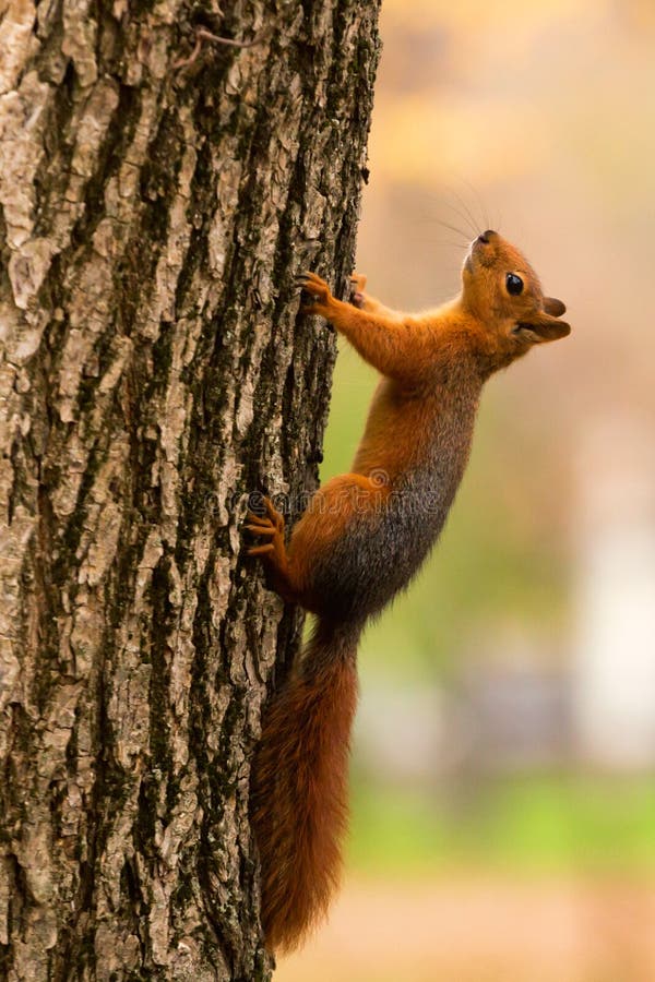 Beautiful wild squirrel stock image. Image of focus, nature - 38804267