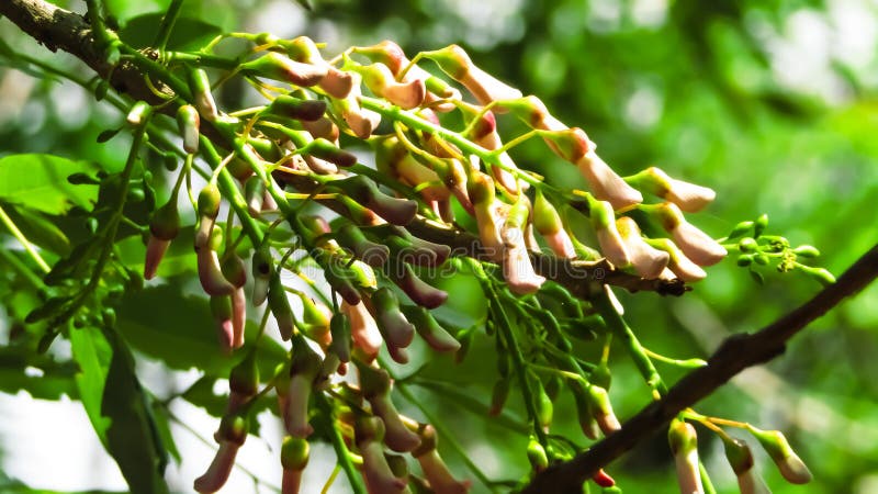 Beautiful Wild Tree Flowering Stock Image - Image of wild, leaf: 238291579