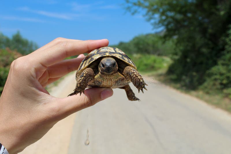 A Beautiful Wild Turtle in the Girls Hand Stock Photo - Image of hand ...