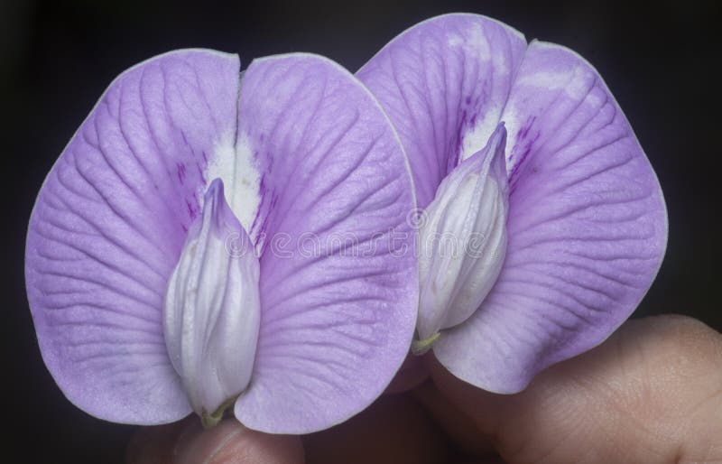 Beautiful Wild Violet Spurred Butterfly Pea Flower Stock Photo - Image ...