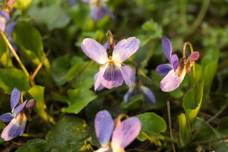 Beautiful Wild Violets Blooming in Forest. Spring Flowers Stock Image ...