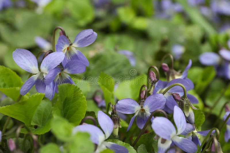 Beautiful Wild Violets Blooming in Forest. Spring Flowers Stock Photo ...