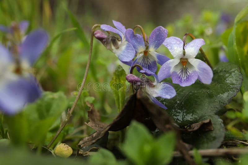 Beautiful Wild Violets Blooming in Forest. Spring Flowers Stock Photo ...