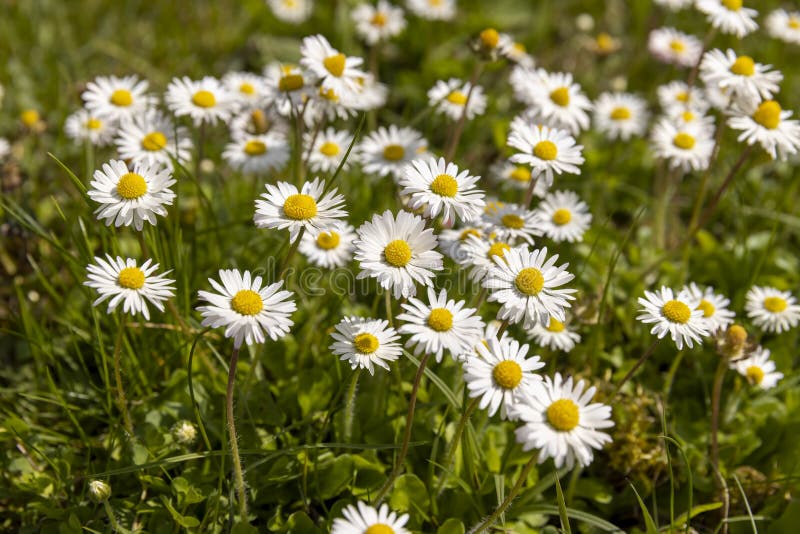 Beautiful Wild White and Pink Daisies in the Green Grass in Spring ...