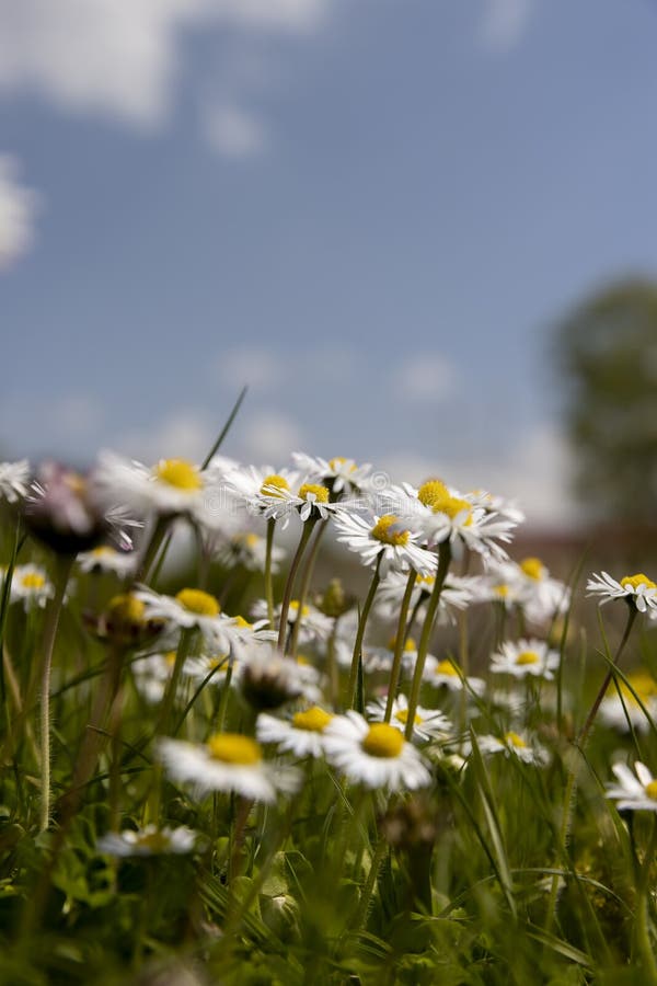 Beautiful Wild White and Pink Daisies in the Green Grass in Spring ...