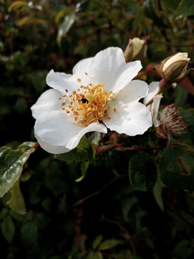 Beautiful Wild White Rose in a Forest of Spring Cantabria Stock Image ...