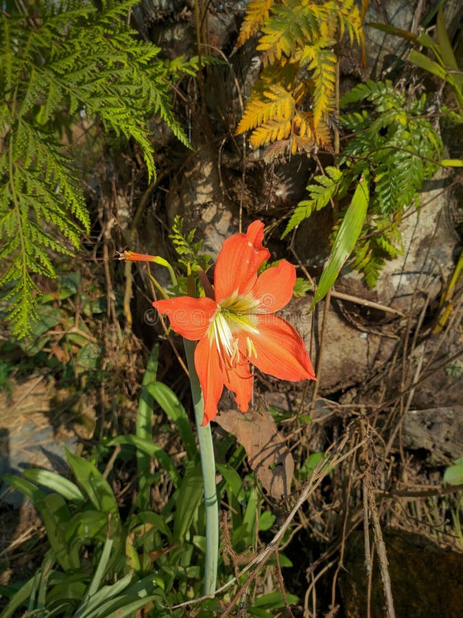 Beautiful Wildflowers in the Forest Stock Image - Image of gardener ...