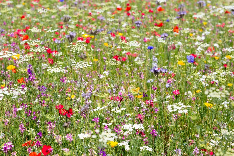 Beautiful Wildflowers Growing in a Meadow Stock Photo - Image of ...