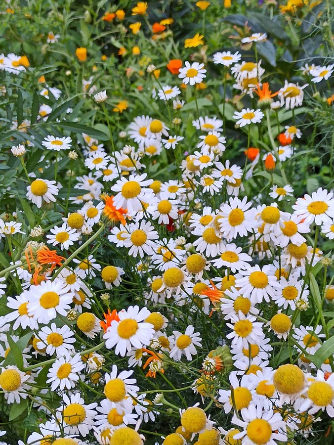 Beautiful Wildflowers among the Herbs Stock Photo - Image of beautiful ...