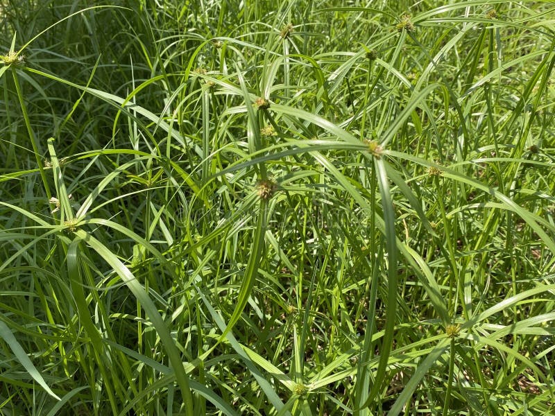 Beautiful wildflowers stock image. Image of lawn, grassland - 277579699