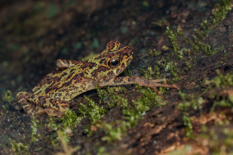 Beautiful Wildlife Sabah Earless Toad Also Know As the Spotted Asian ...