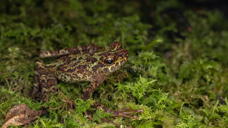 Beautiful Wildlife Sabah Earless Toad Also Know As the Spotted Asian ...
