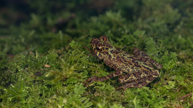 Beautiful Wildlife Sabah Earless Toad Also Know As the Spotted Asian ...