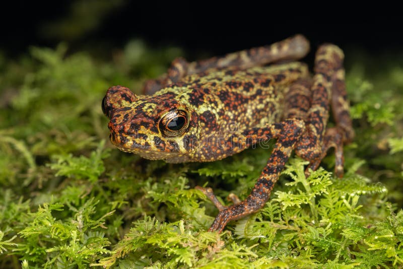 Beautiful Wildlife Sabah Earless Toad Also Know As the Spotted Asian ...