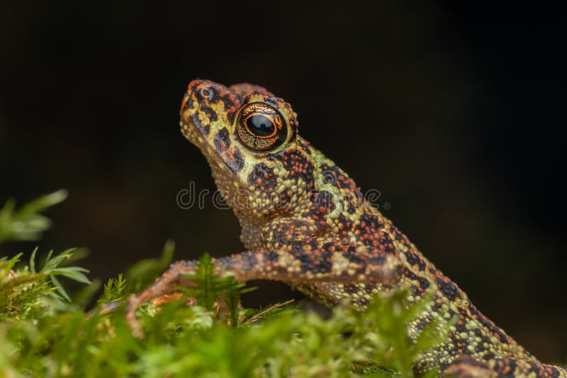 Beautiful Wildlife Sabah Earless Toad Also Know As the Spotted Asian ...