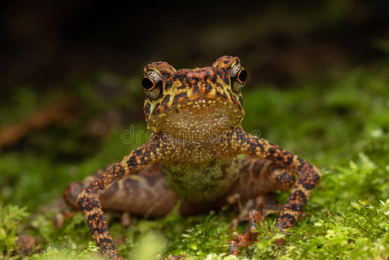 Beautiful Wildlife Sabah Earless Toad Also Know As the Spotted Asian ...