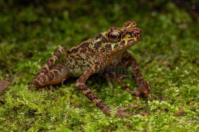 Beautiful Wildlife Sabah Earless Toad Also Know As the Spotted Asian ...