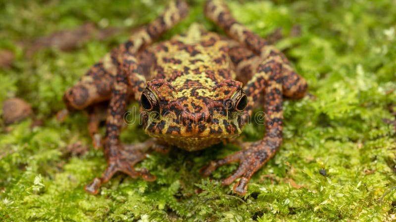 Beautiful Wildlife Sabah Earless Toad Also Know As the Spotted Asian ...