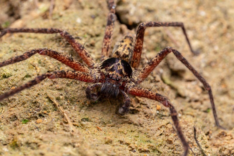 Beautiful Wildlife Spider on Ground Stock Image - Image of legs, animal ...