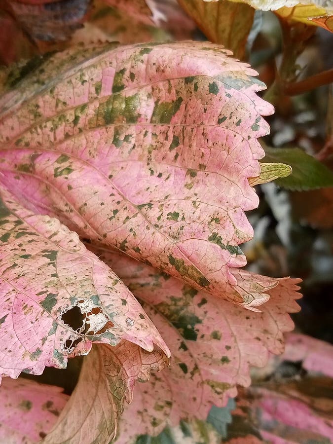 Beautiful Wilkesiana Acalypha Leaf Pattern Stock Photo - Image of ...