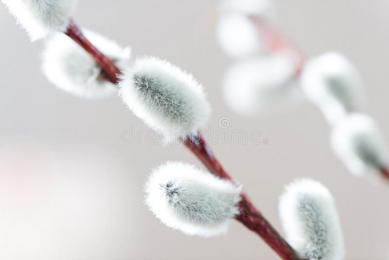 A Beautiful Willow Branch in Spring Stock Image - Image of pink ...