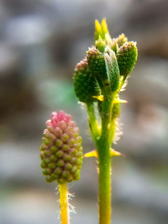 The Beautiful Willow Flower Blushed Red Stock Image - Image of ...