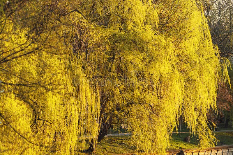 Beautiful willow in spring stock photo. Image of beauty - 89702990