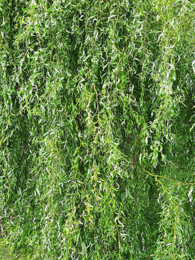 Beautiful Willow tree stock image. Image of willow, beautiful - 234259169