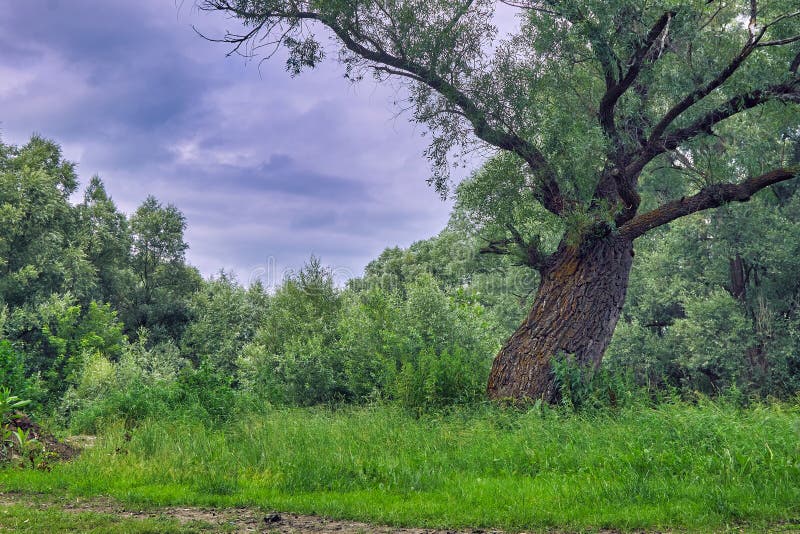 Beautiful Willow Tree Against a Dramatic Sky. the Trunk of a Large ...