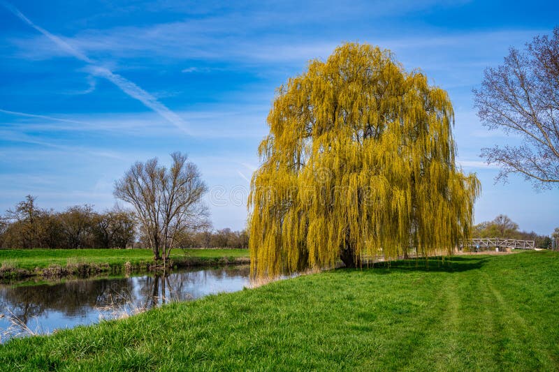 A Beautiful Willow Tree on the Banks of the Unstrut River Stock Photo ...