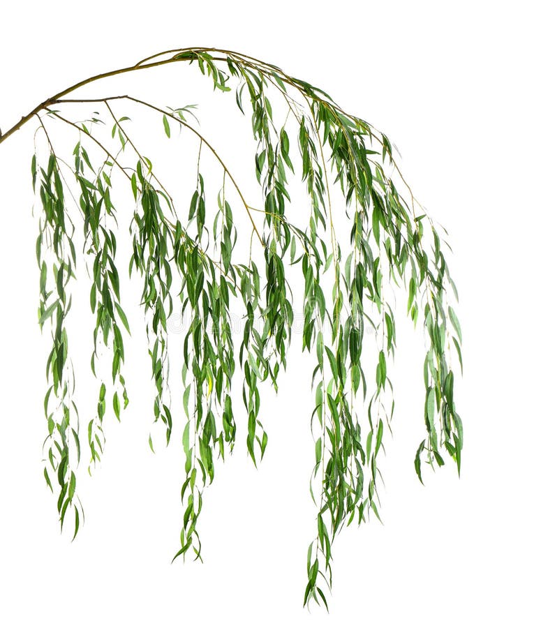 Beautiful Willow Tree Branches with Green Leaves on White Background ...