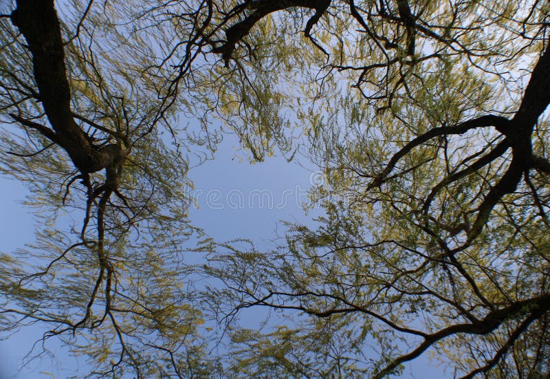Beautiful Willow-tree at Spring Stock Image - Image of lake, trees ...