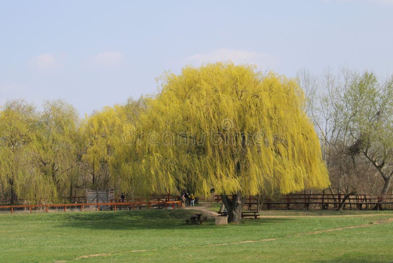 Beautiful Willow-tree at Spring Stock Image - Image of plnat, tree ...