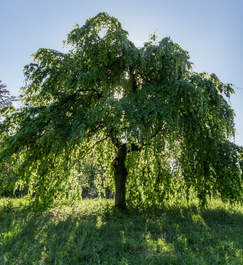Beautiful Willow Tree stock photo. Image of tranquil - 60587240