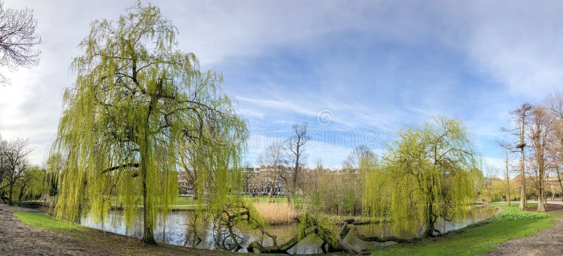 Beautiful Willow Tree at Park by Lake in Spring Stock Photo - Image of ...