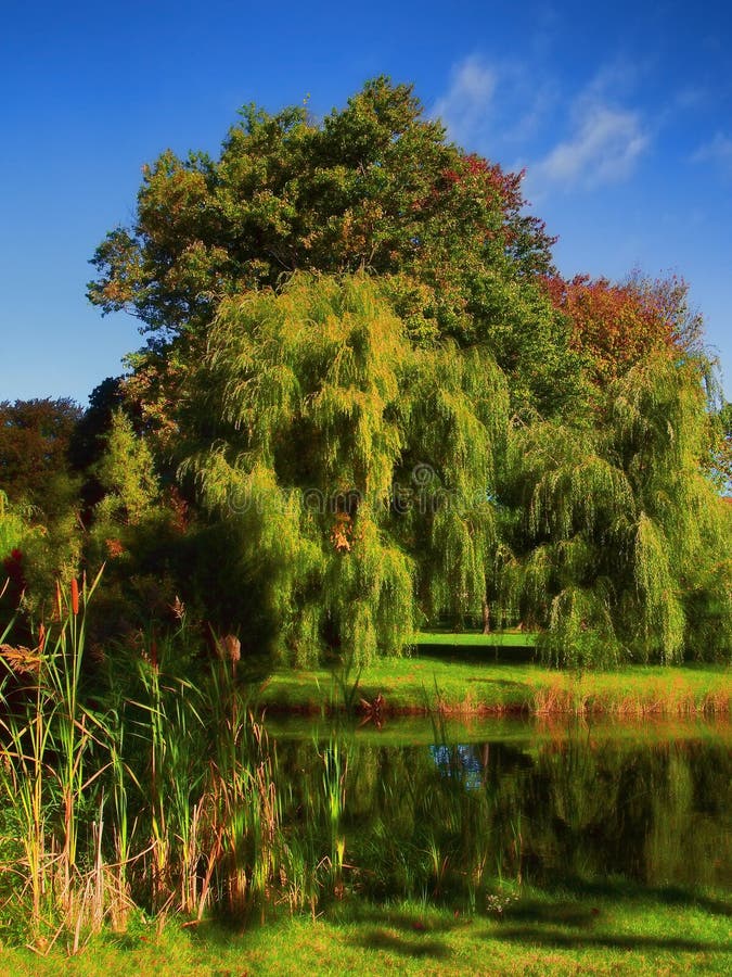 Beautiful willow trees stock photo. Image of autumn, outdoors - 89271434