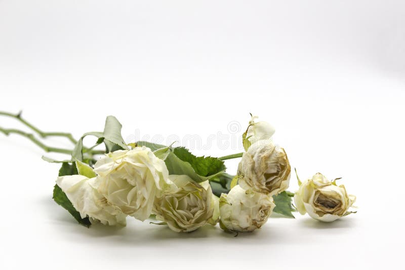Beautiful Wilted White Roses Against White Background Stock Photo ...