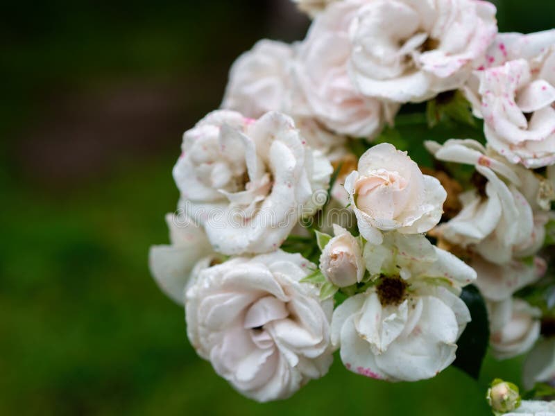 Beautiful Wilted White Roses in Late Summer Stock Image - Image of ...