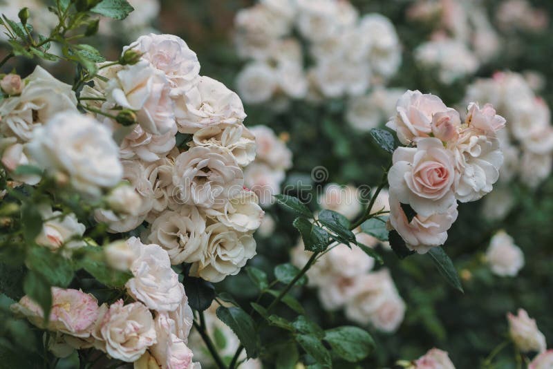 Beautiful Wilted White Roses in Late Summer Stock Image - Image of leaf ...