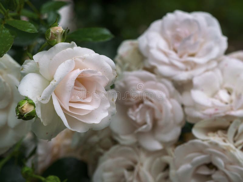 Beautiful Wilted White Roses in Late Summer Stock Image - Image of ...