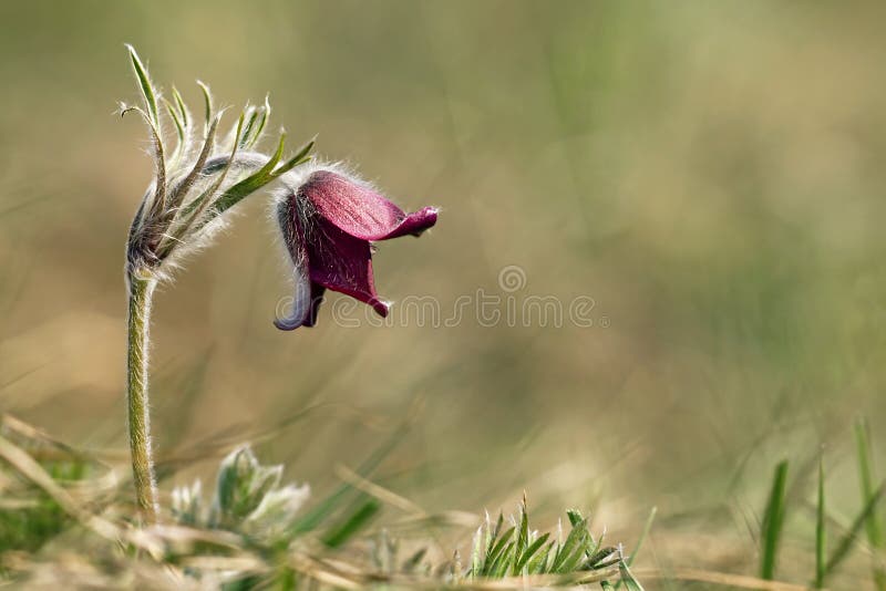 Beautiful wind-flower stock photo. Image of windflower - 32246970