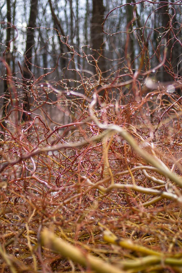 Beautiful Winding Branches of a Tree with Dew. Spring Branches of Trees ...