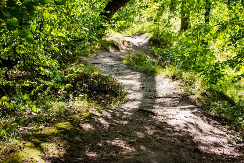 Beautiful Winding Forest Path Stock Image - Image of ecological, august ...